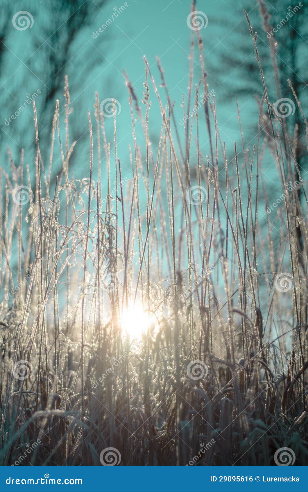 Sun in cold winter day stock photo. Image of light, scandinavia - 29095616