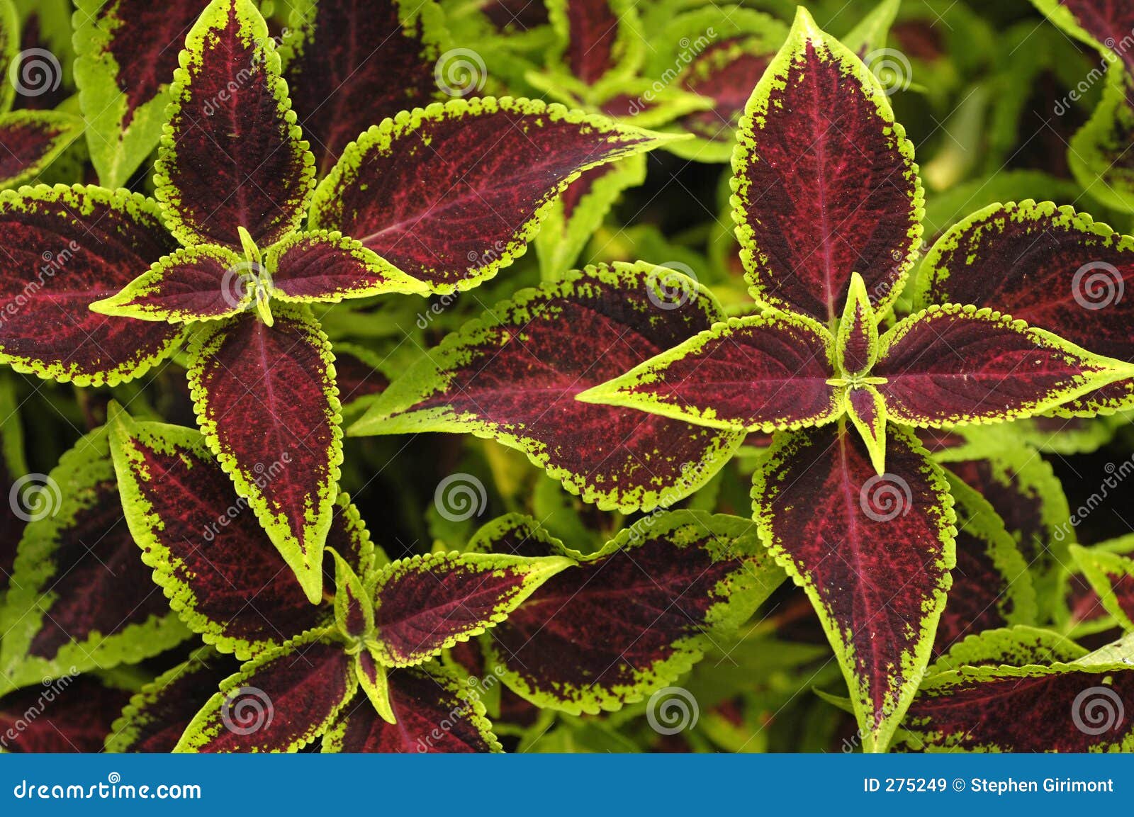 Sun Coleus Leaves stock image. Image of leaves, background - 275249