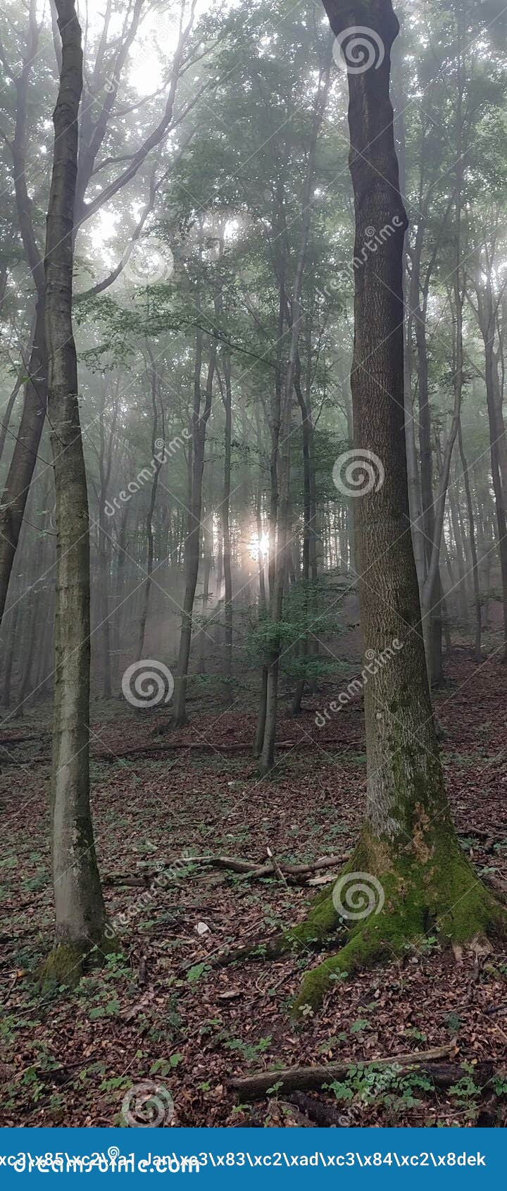 Sun coming out stock image. Image of woodland, grove - 262295255