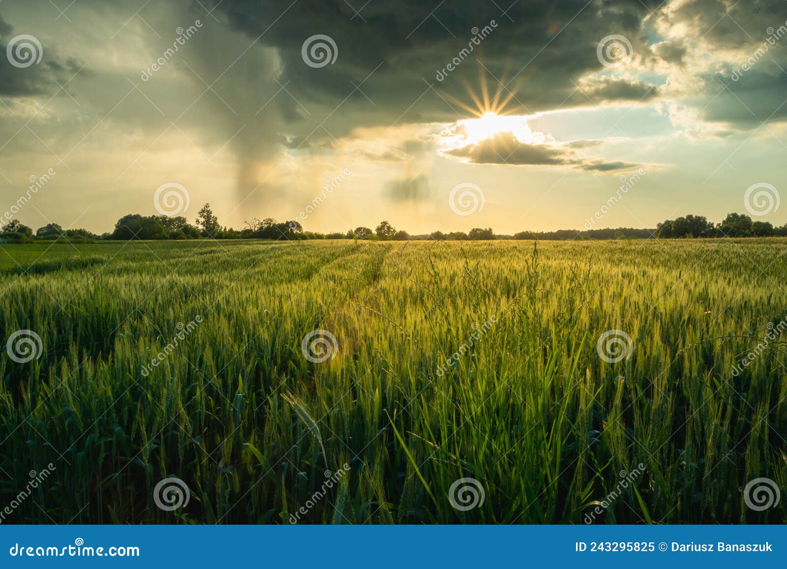 The Sun is Coming Out from Behind a Cloud Above the Grain Field Stock ...