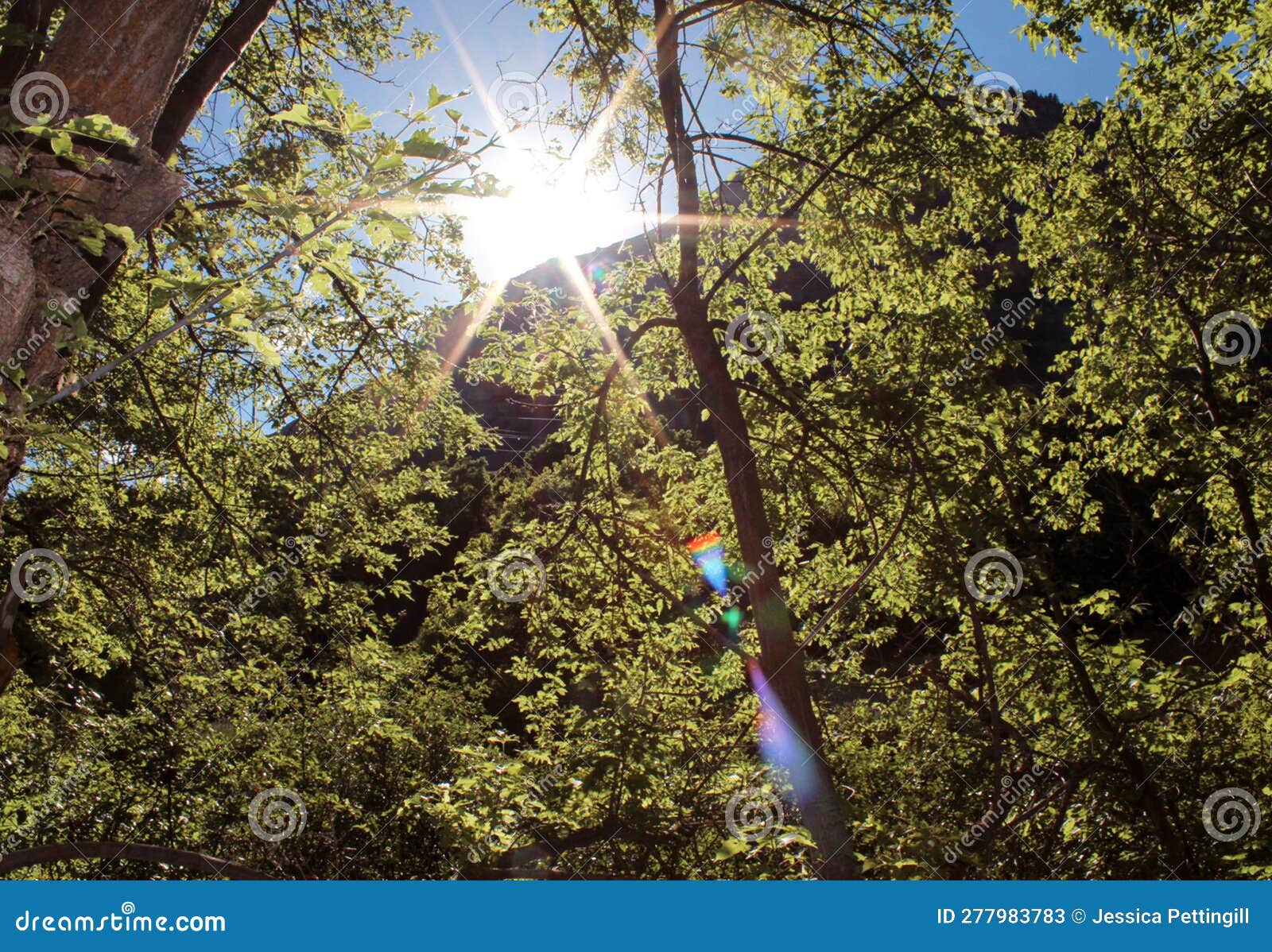 Sun Coming through Trees Sun Flare Stock Image - Image of grove ...