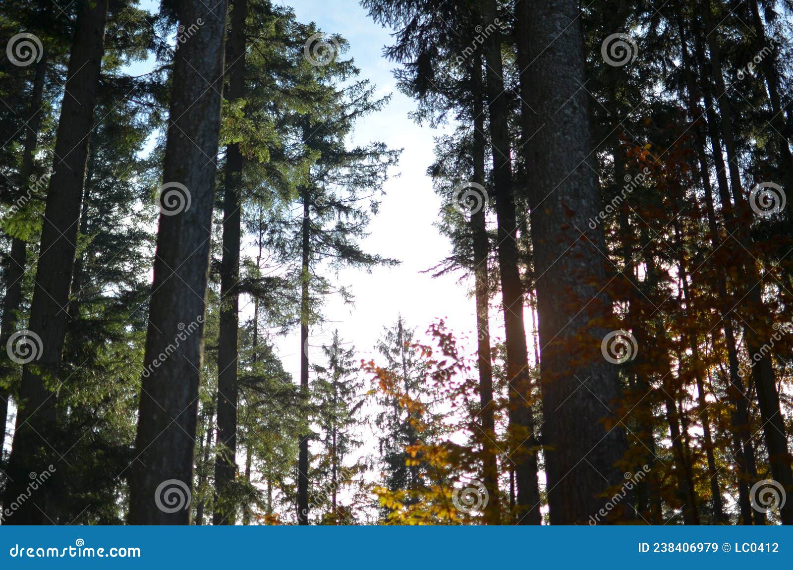 Sun Coming through Trees in Forest in Autumn Stock Image - Image of ...