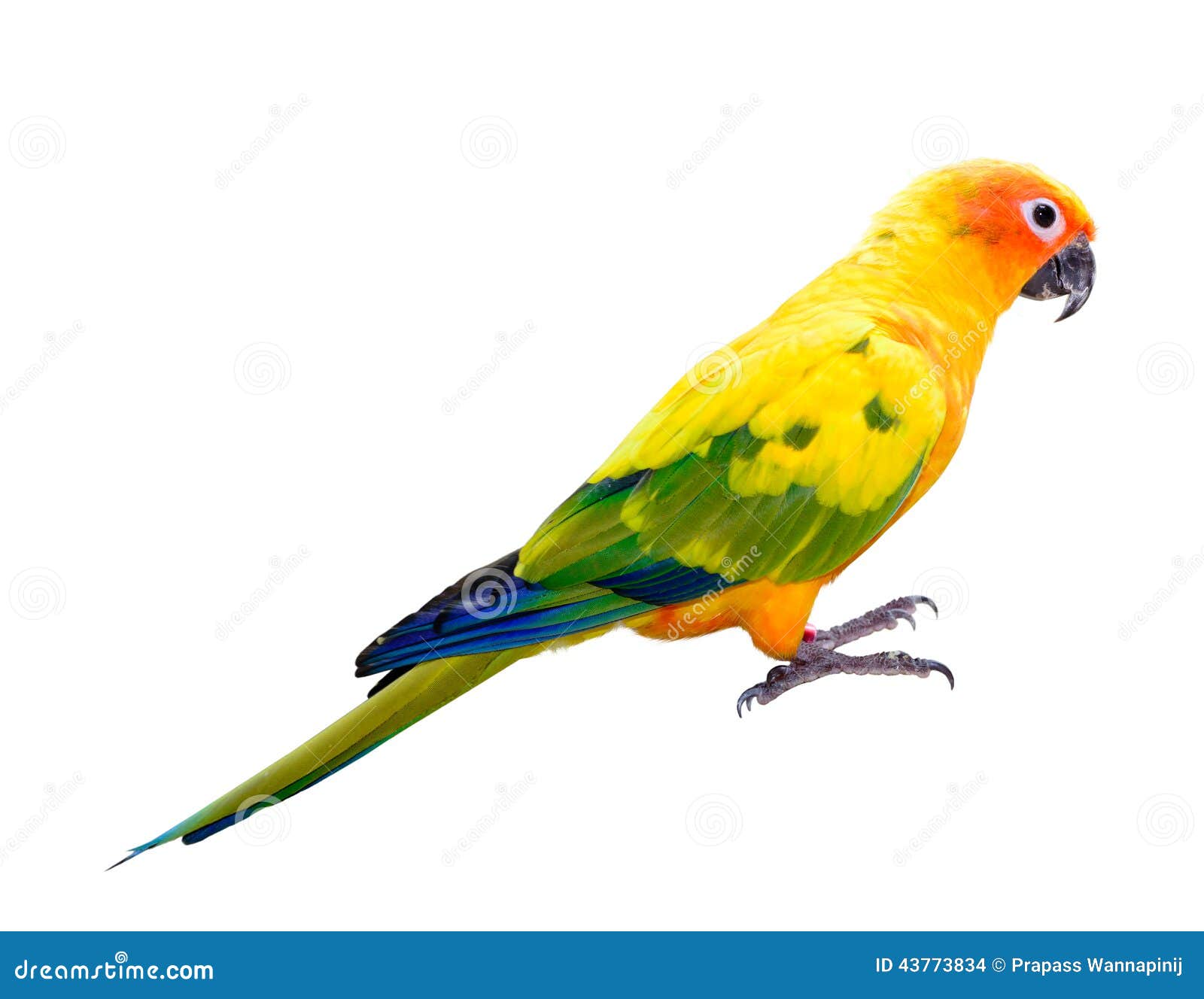 Sun Conjure parrot macaw stock photo. Image of orange - 43773834