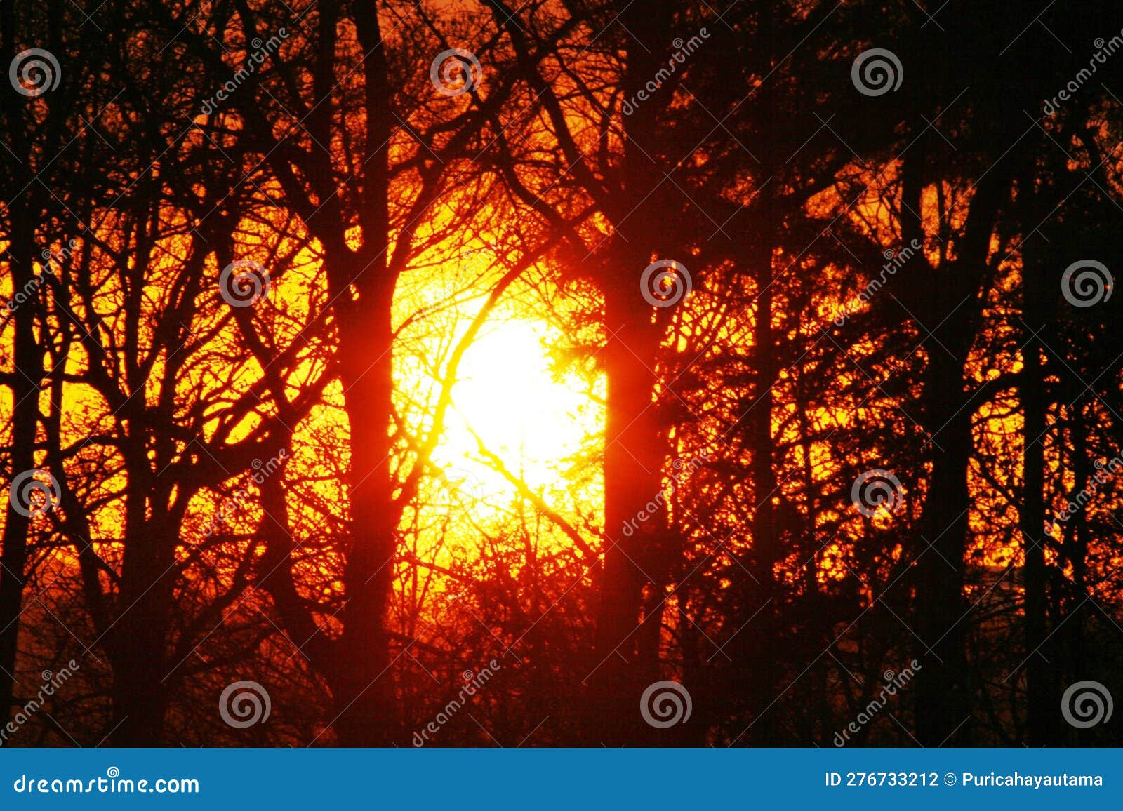 The Sun Continuously through the Gap between the Leaves. Sunset Stock ...