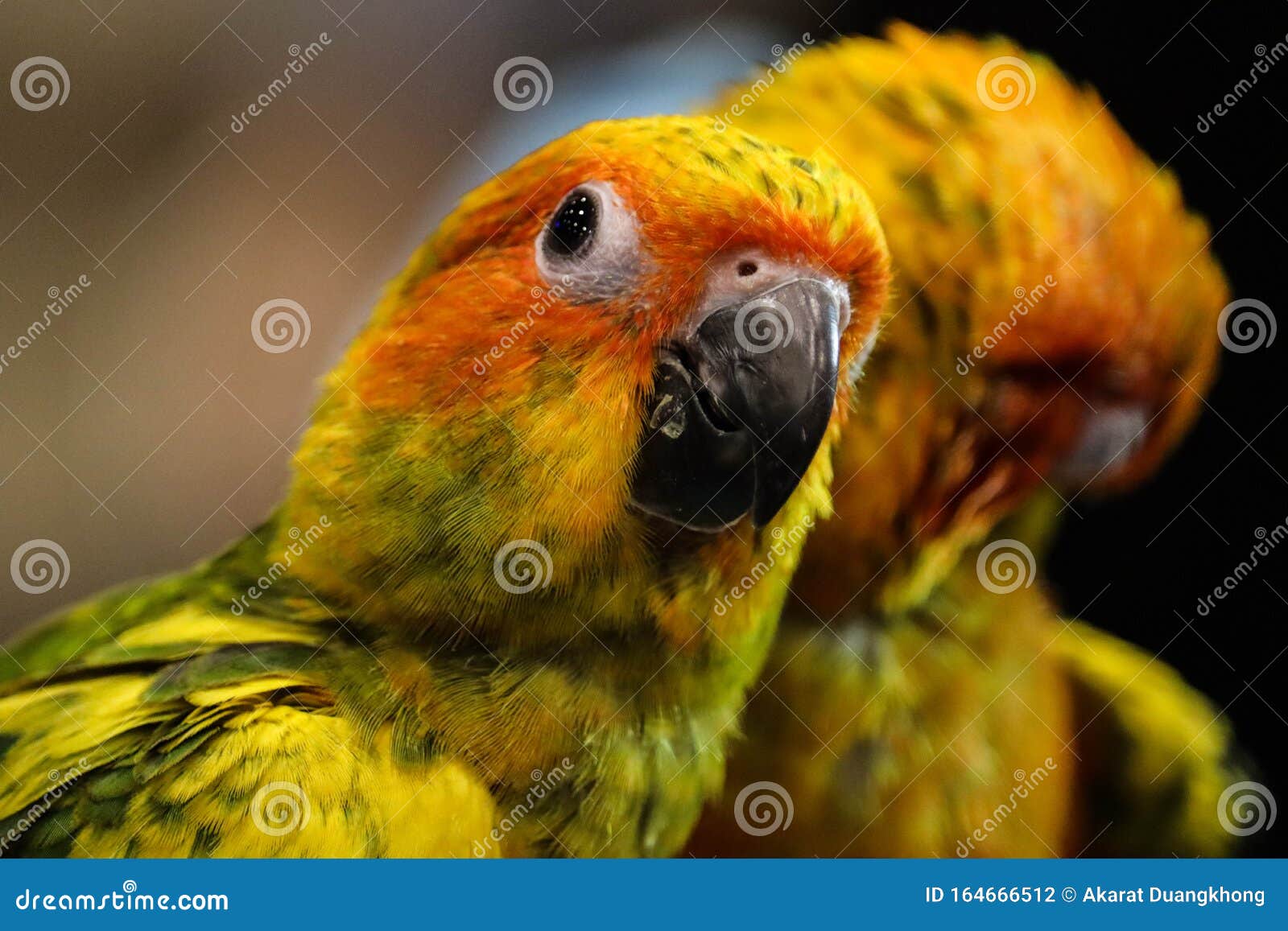 Sun conure stock photo. Image of eclectus, feet, colorful - 164666512