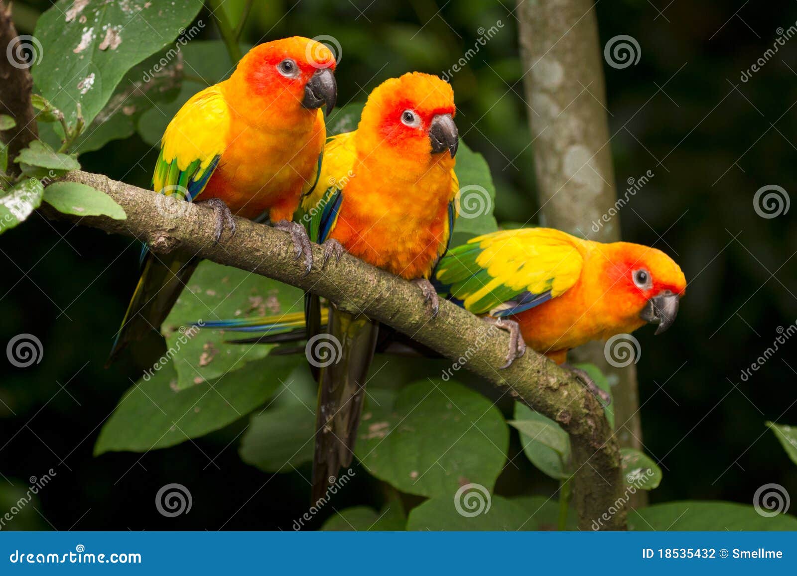 Sun Conure stock photo. Image of parakeet, portrait, conures - 18535432