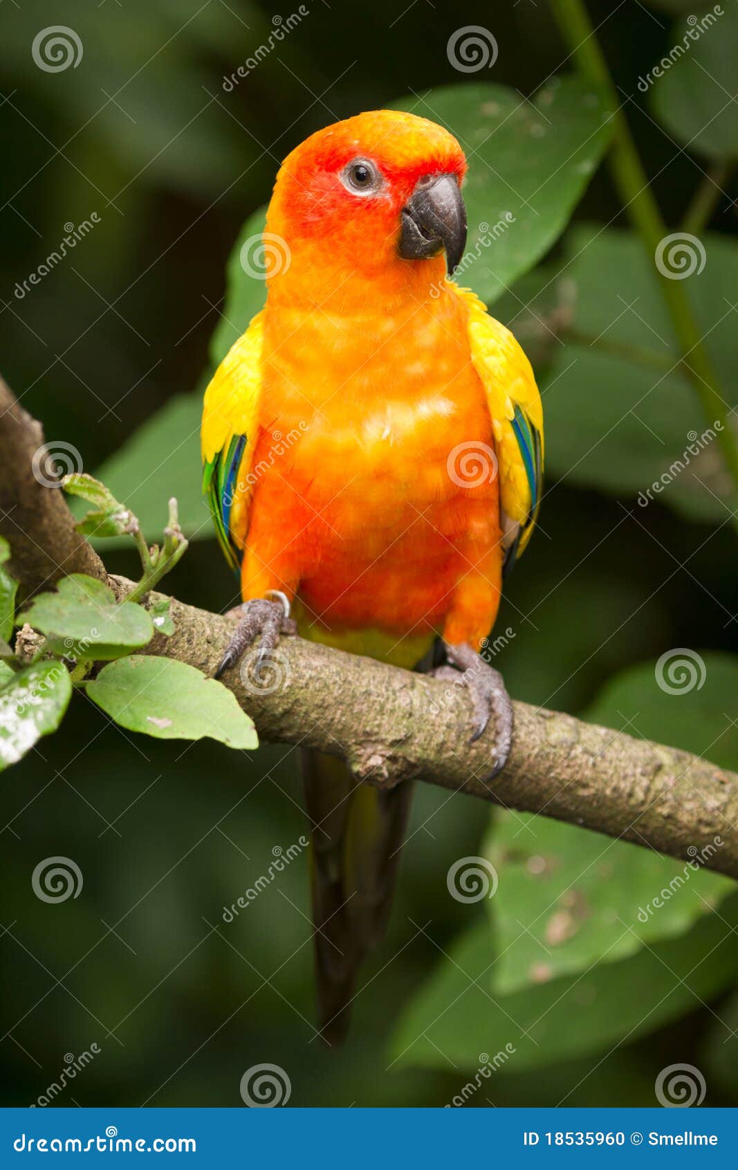 Sun Conure stock photo. Image of tail, colorful, sitting - 18535960