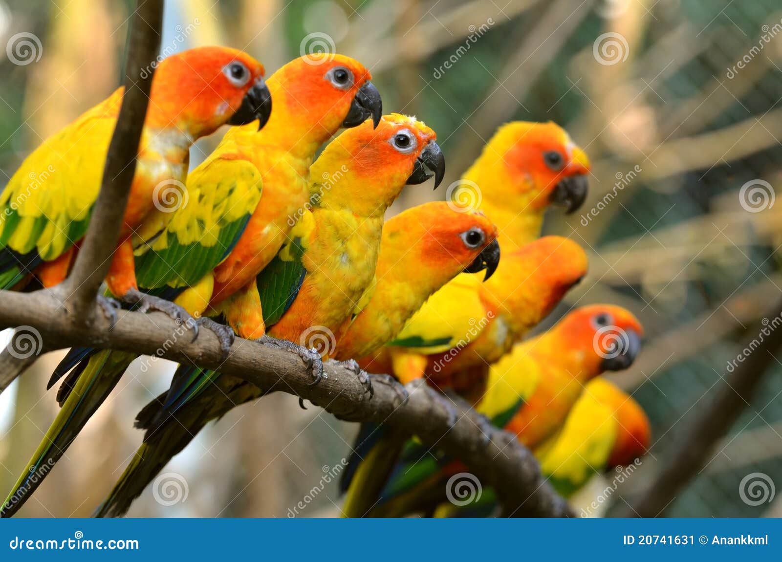 Sun Conure stock image. Image of conures, endangered - 20741631