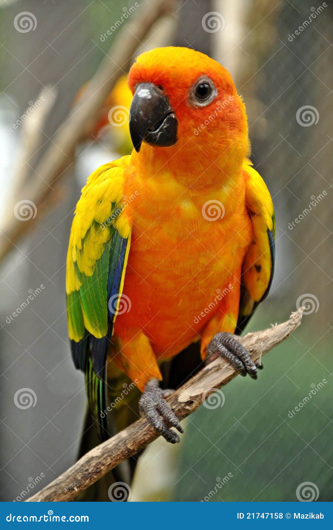 Sun Conure stock photo. Image of bird, exotic, family - 21747158