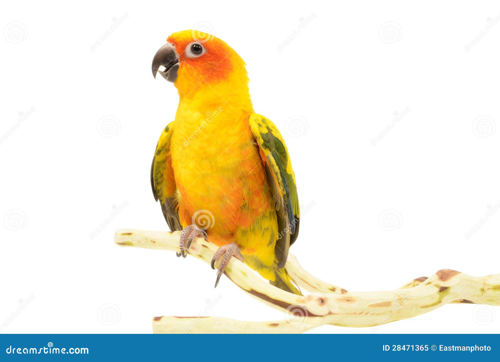 Sun Conure stock image. Image of isolated, white, alert - 28471365