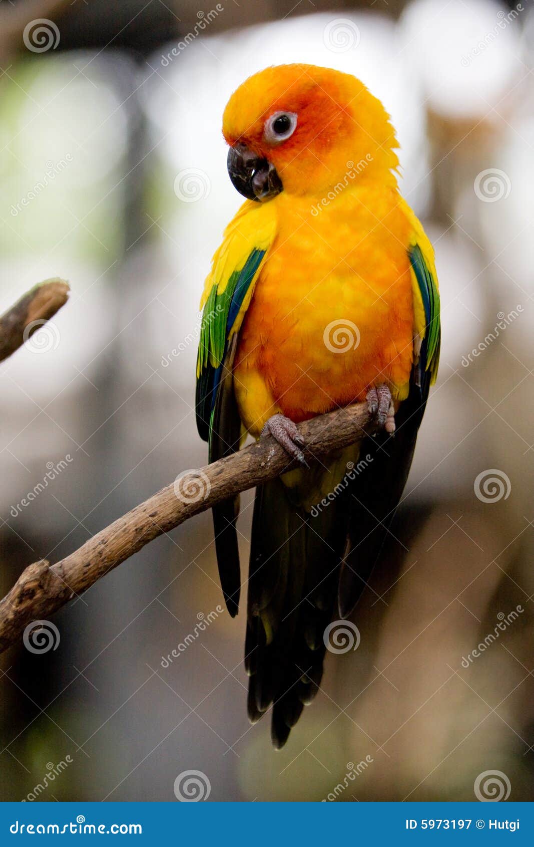Sun conure stock image. Image of tropical, tail, brazil - 5973197