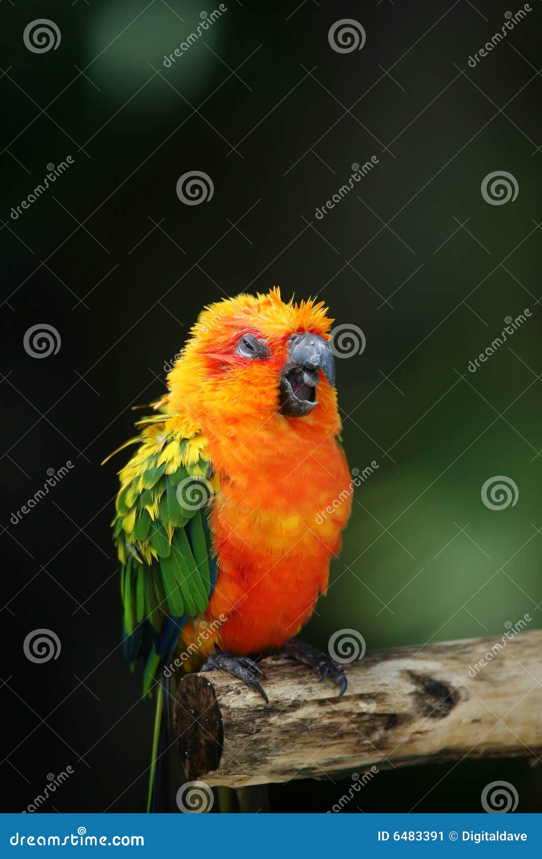 Sun Conure stock image. Image of conures, nature, bird - 6483391