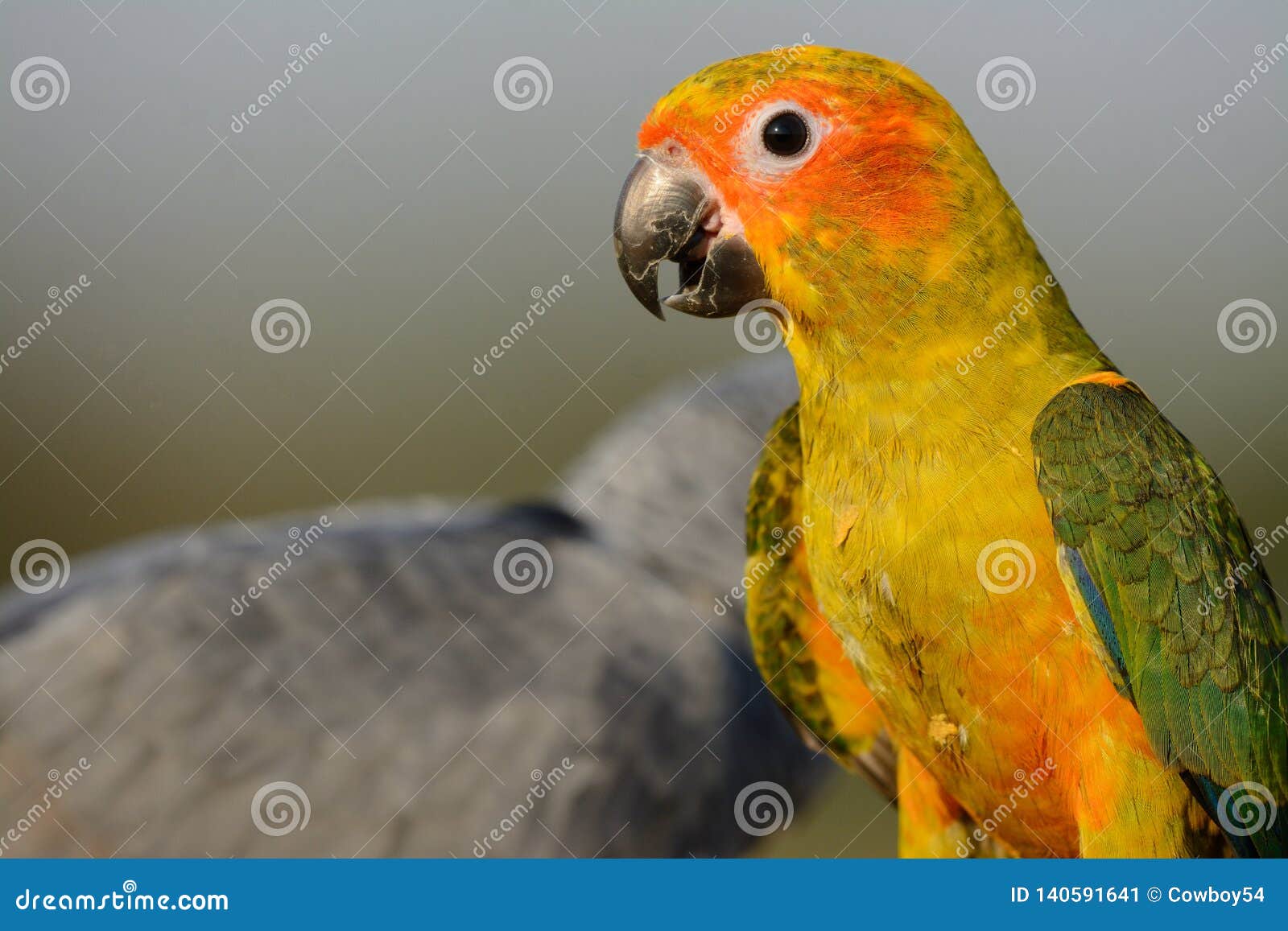 Sun Conure Aratinga Solstitialis Stock Image - Image of nature ...
