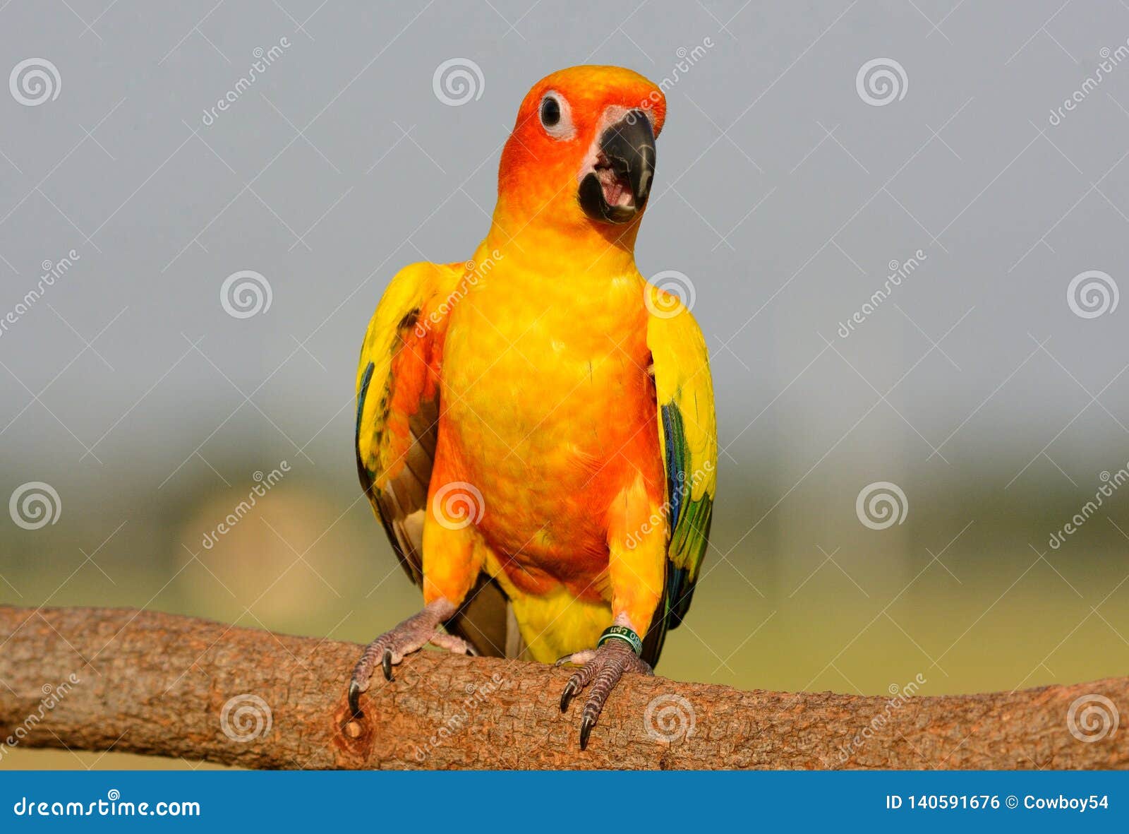 Sun Conure Aratinga Solstitialis Stock Photo - Image of multicolour ...