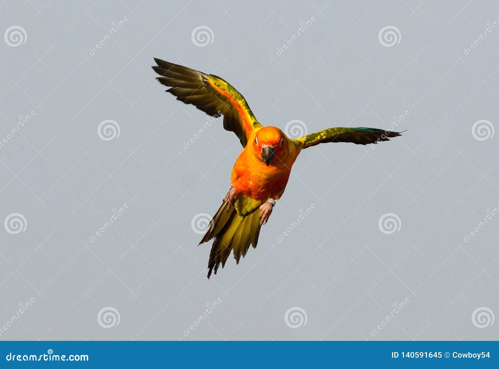 Sun Conure Aratinga Solstitialis Stock Image - Image of solstitialis ...