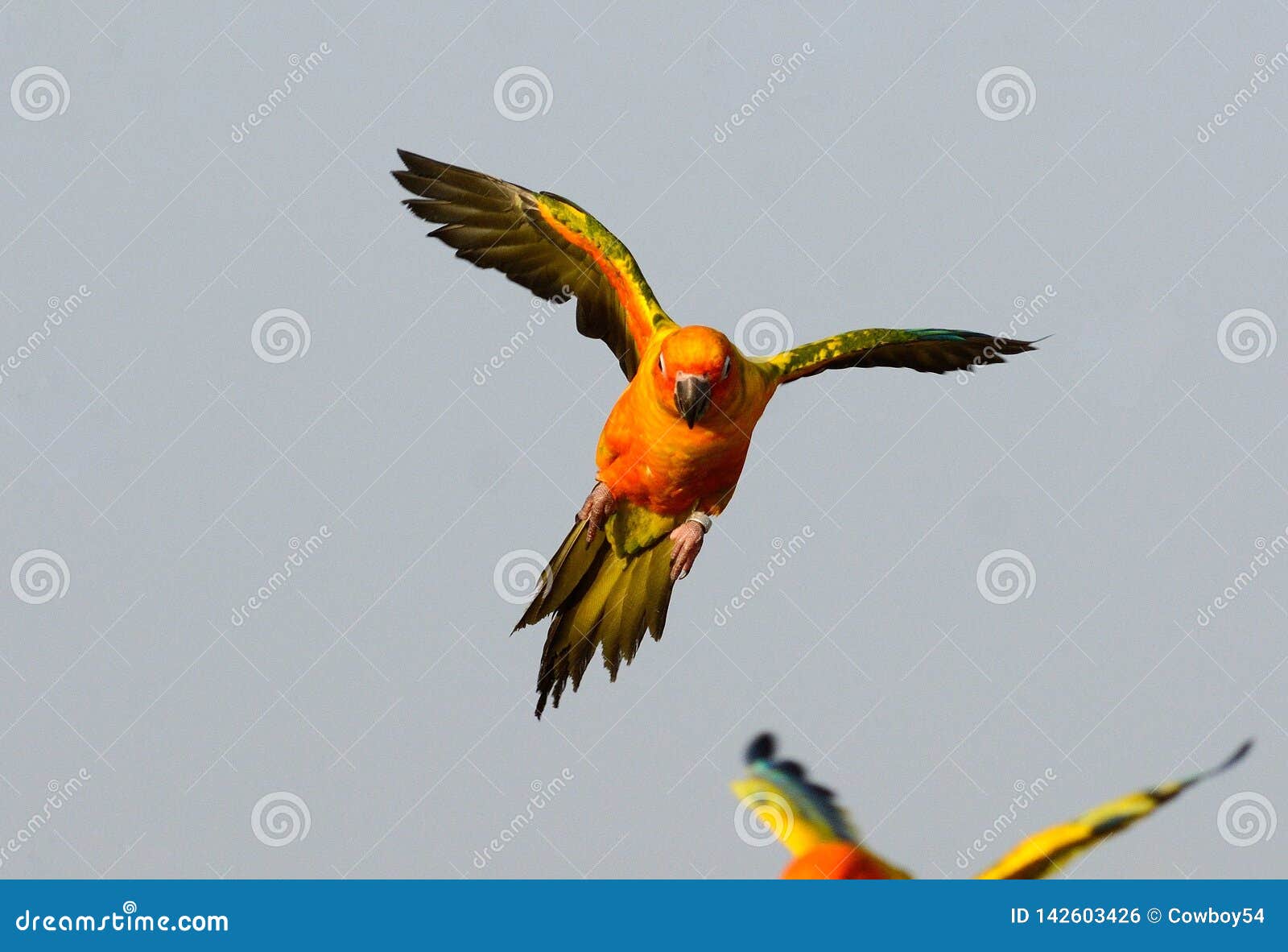 Sun Conure Aratinga Solstitialis Stock Photo - Image of wing, bird ...
