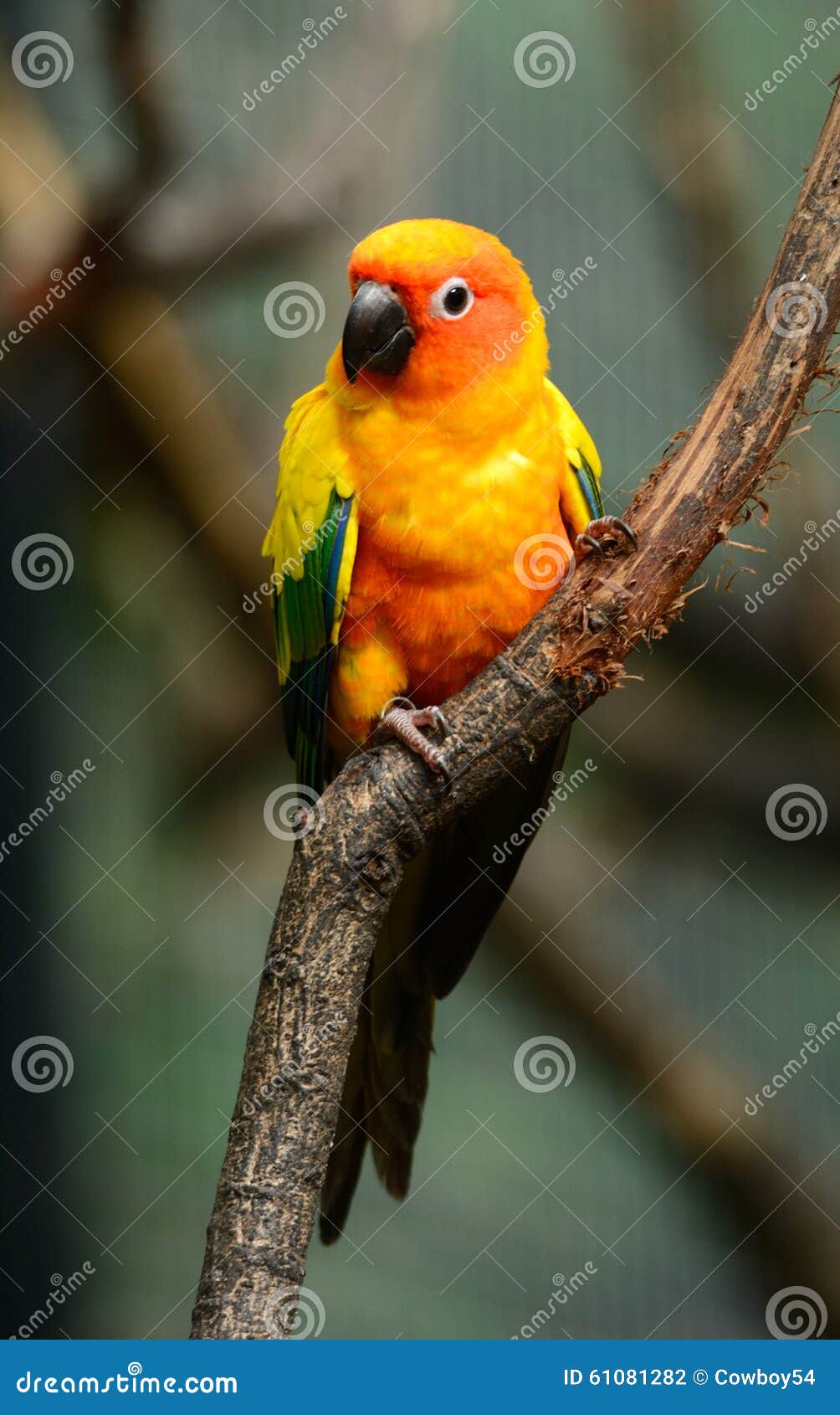 Sun Conure (Aratinga Solstitialis) Stock Photo - Image of wings ...