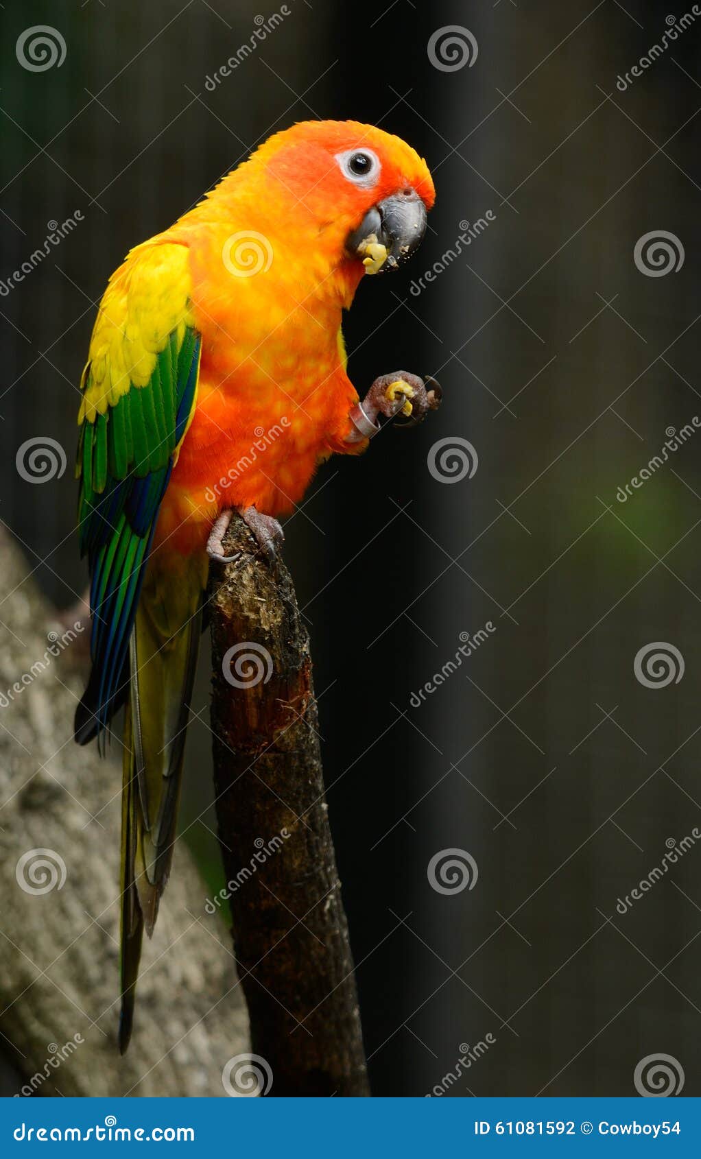 Sun Conure (Aratinga Solstitialis) Stock Photo - Image of forest ...