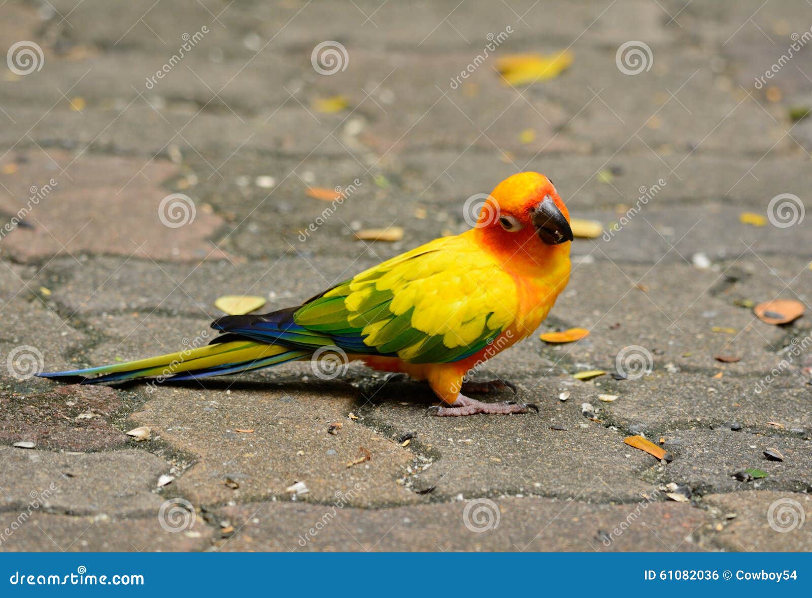 Sun Conure (Aratinga Solstitialis) Stock Photo - Image of fauna, wing ...