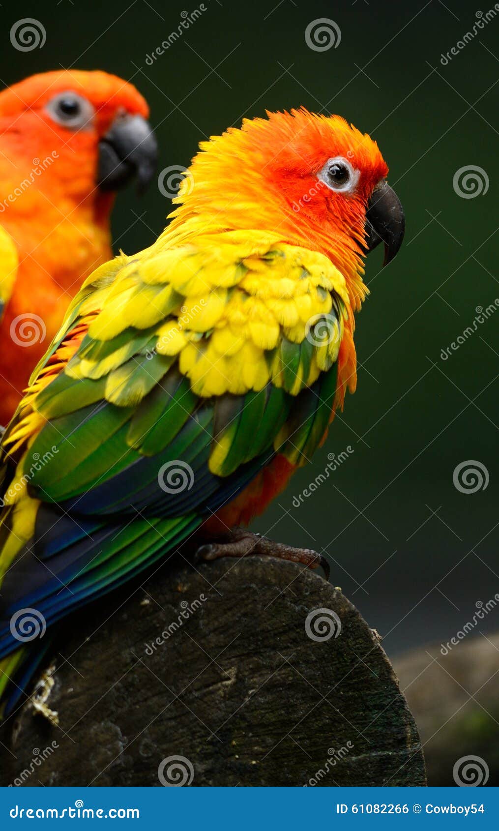 Sun Conure (Aratinga Solstitialis) Stock Photo - Image of wild, animal ...