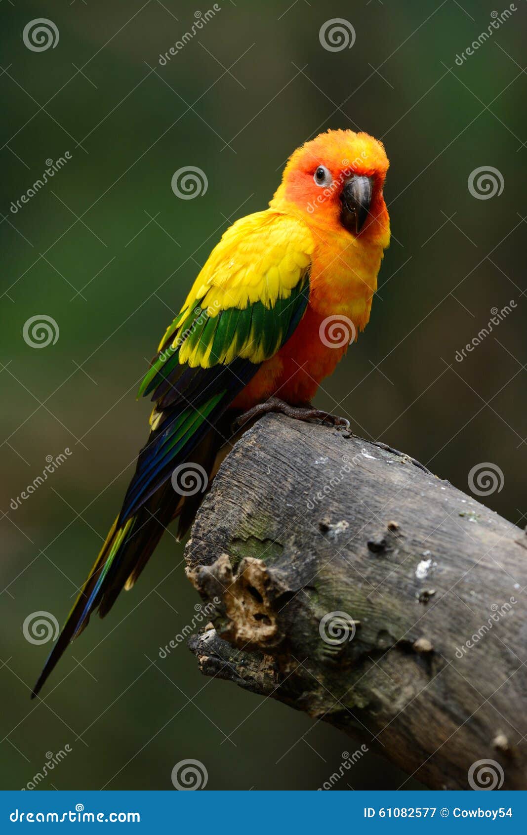 Sun Conure (Aratinga Solstitialis) Stock Image - Image of natural ...