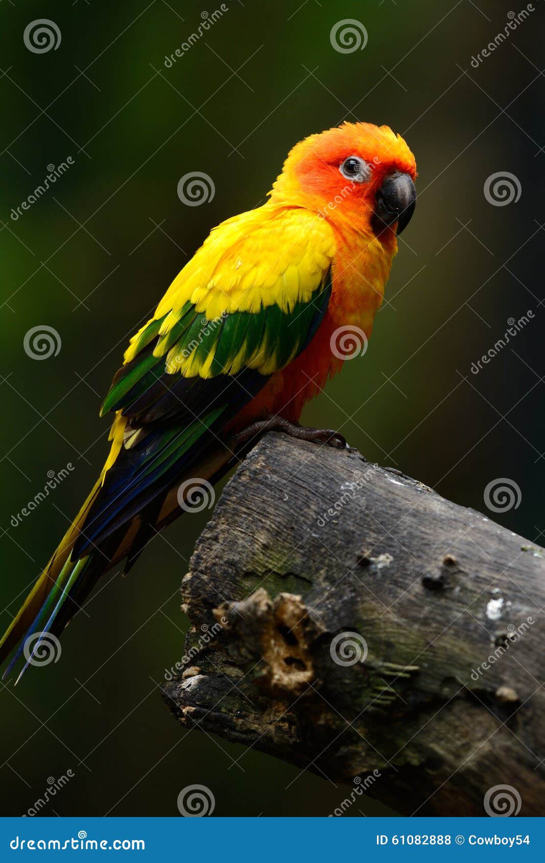 Sun Conure (Aratinga Solstitialis) Stock Photo - Image of multicolour ...