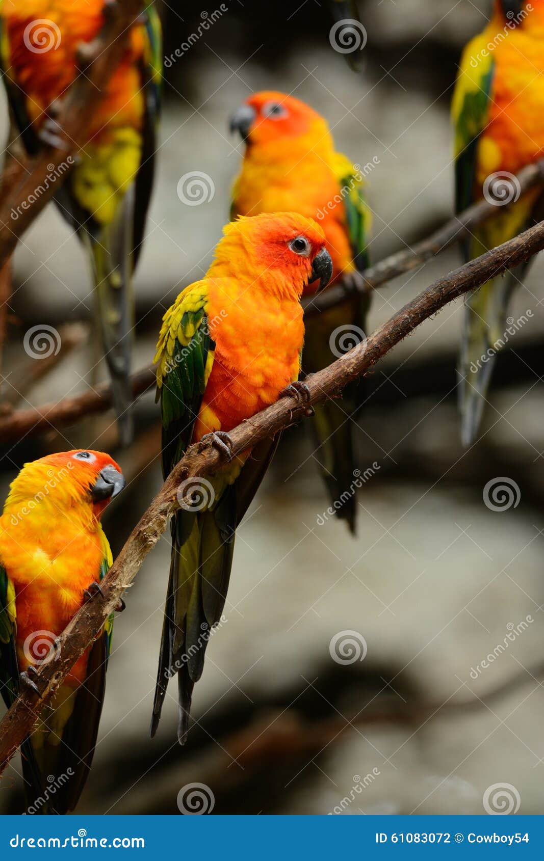 Sun Conure (Aratinga Solstitialis) Stock Photo - Image of feather ...