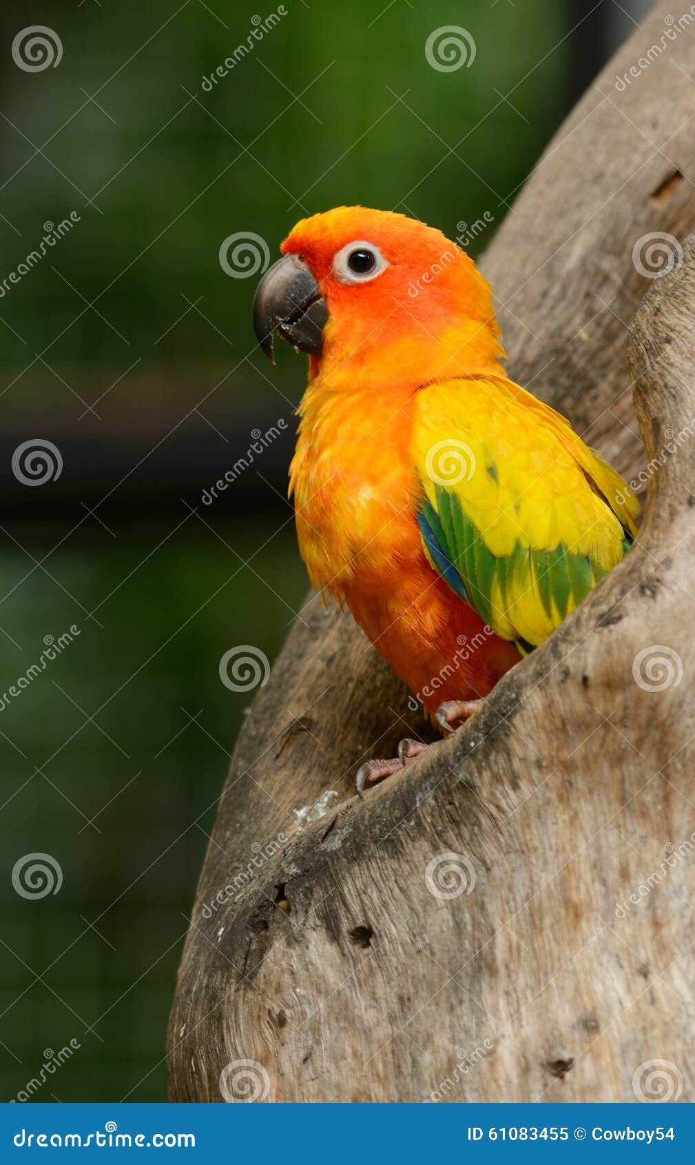Sun Conure (Aratinga Solstitialis) Stock Image - Image of beak ...