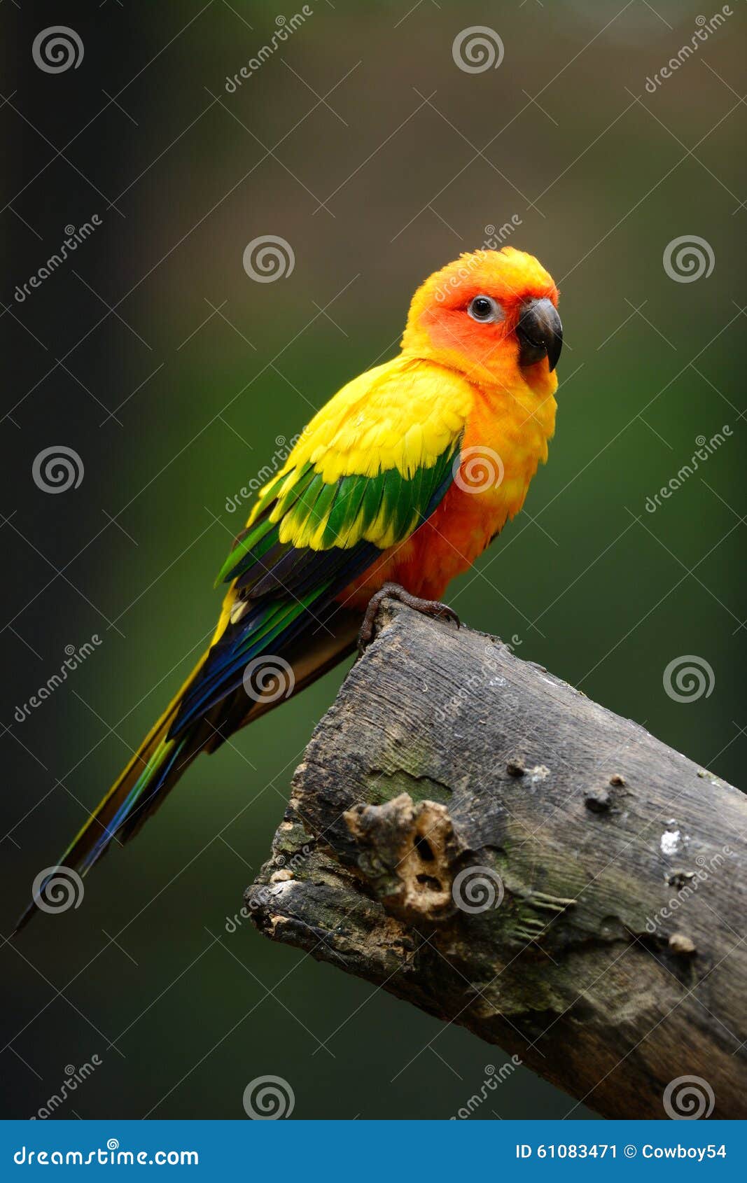Sun Conure (Aratinga Solstitialis) Stock Image - Image of beautiful ...