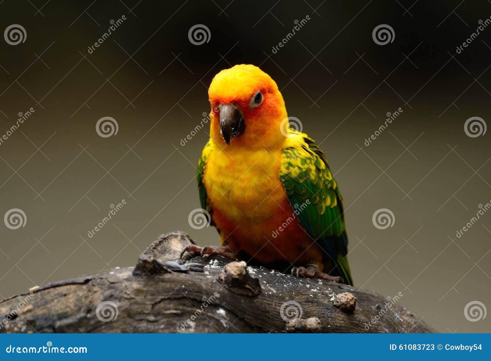 Sun Conure (Aratinga Solstitialis) Stock Image - Image of beautiful ...