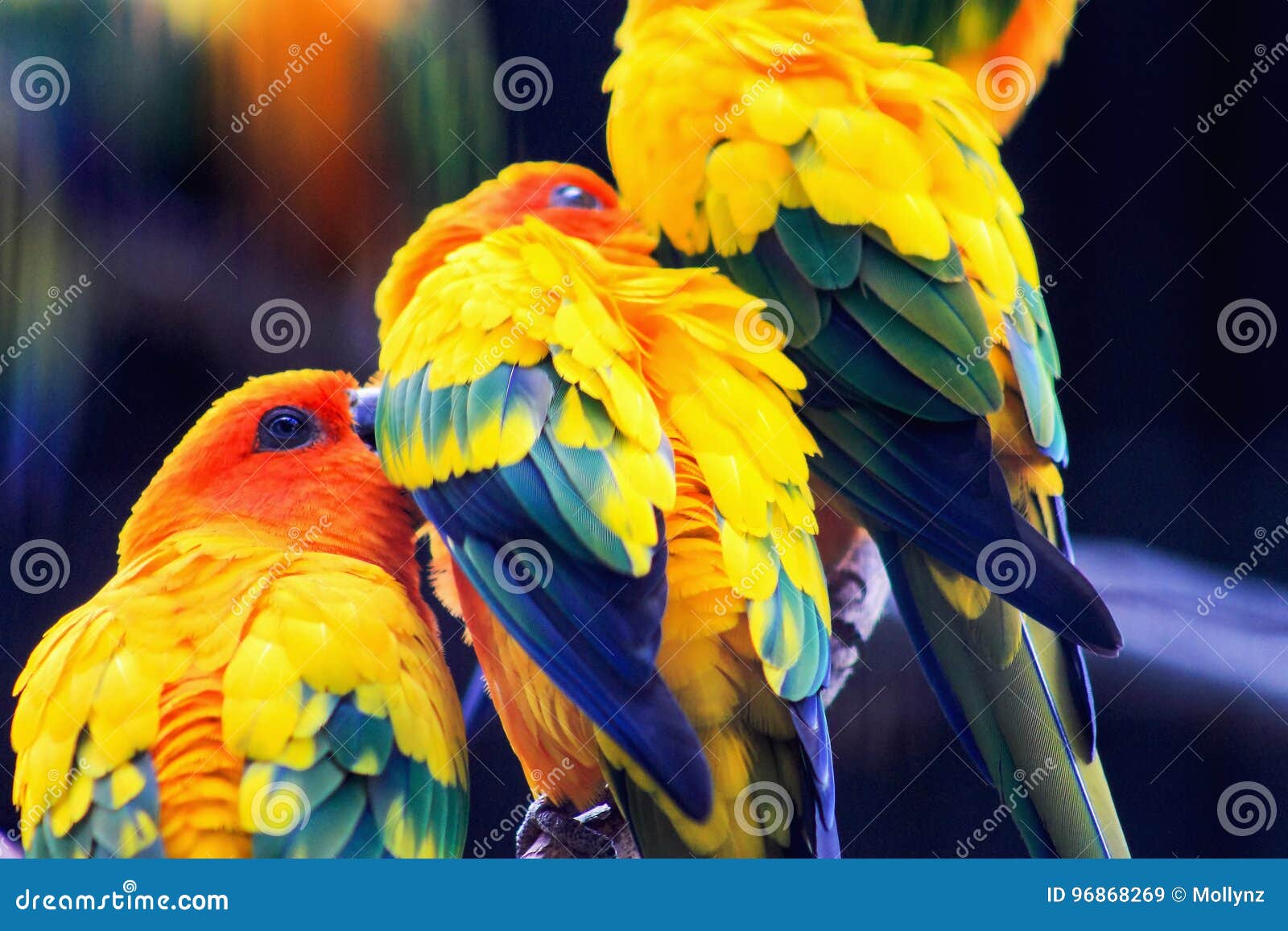 Sun Conure Aratinga Solstitialis Stock Image - Image of native, vibrant ...