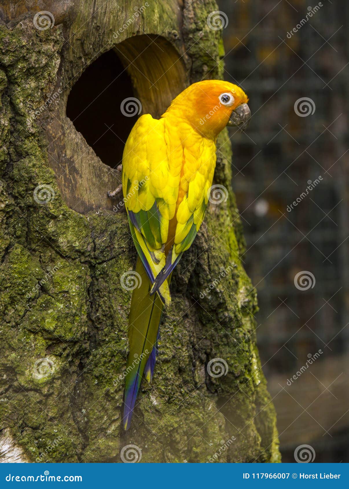 Sun Conure Aratinga Solstitialis Stock Image - Image of fauna ...