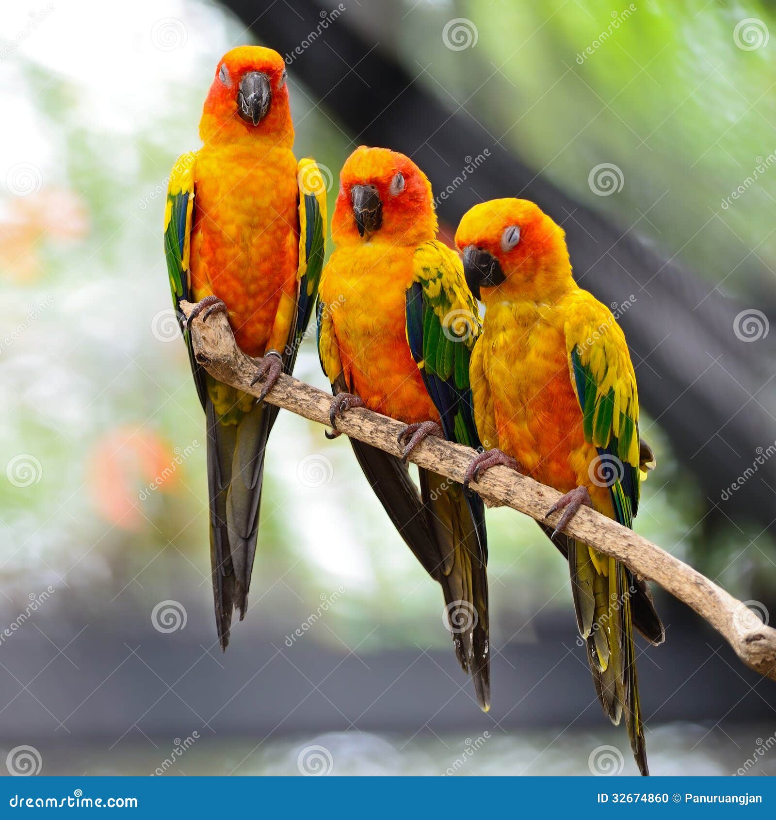 Sun Conure stock photo. Image of bird, fauna, tropical - 32674860