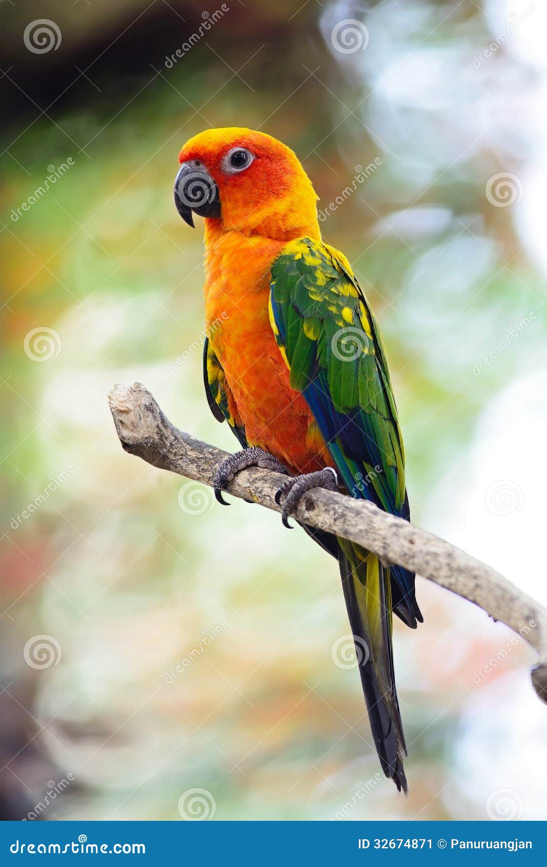 Sun Conure stock image. Image of aratinga, green, natural - 32674871