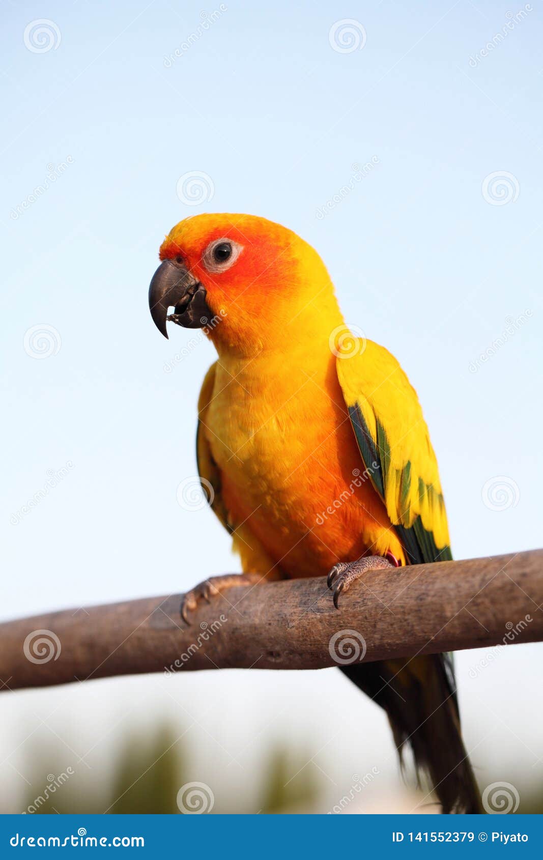 Sun Conure bird stock image. Image of parakeet, green - 141552379