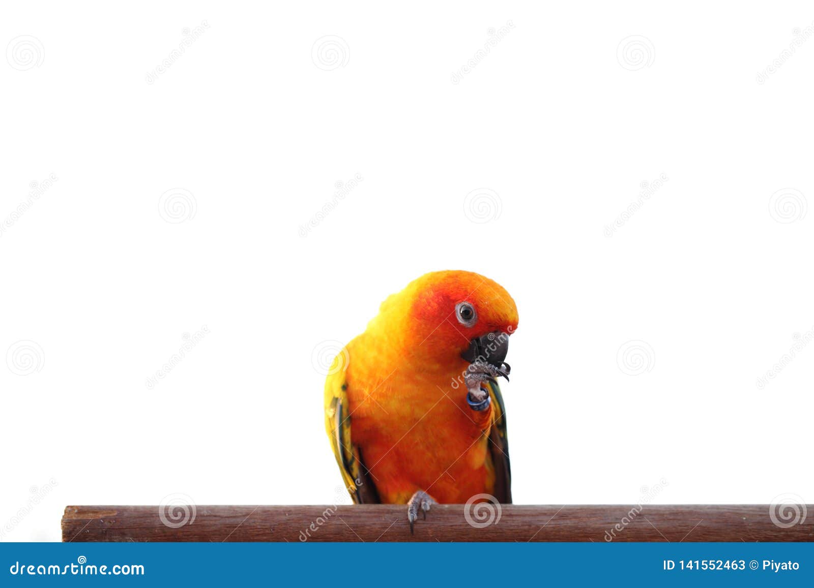Sun Conure bird stock image. Image of beautiful, fauna - 141552463