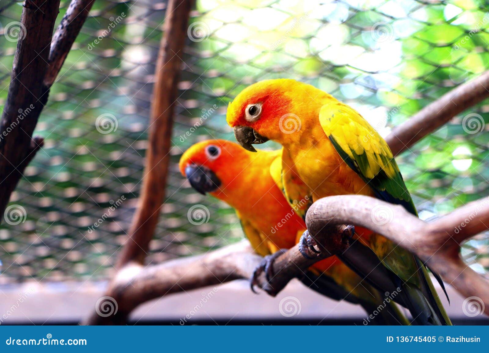 Sun Conure Bird Sitting on a Tree Branch Stock Image - Image of natural ...