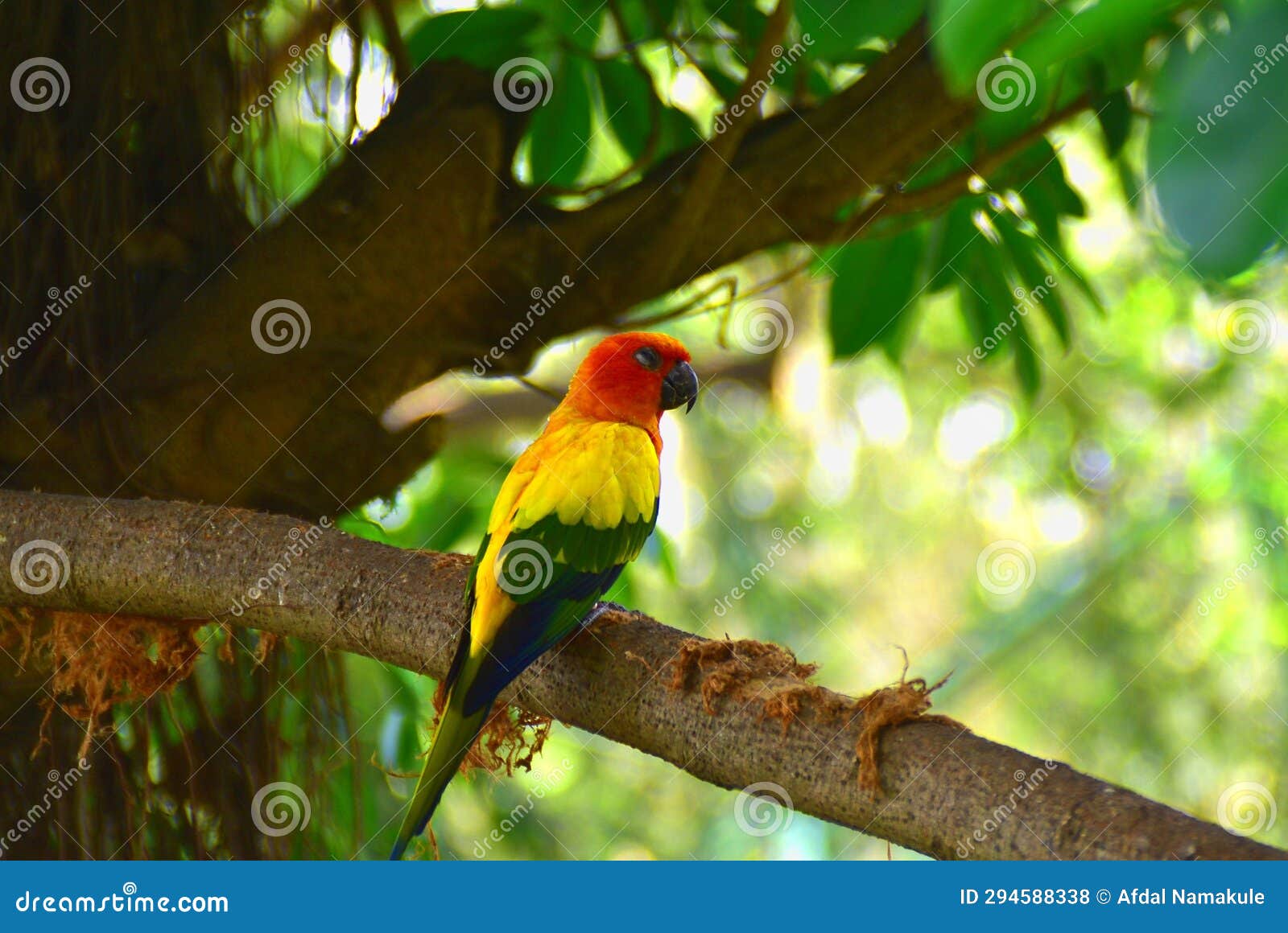 Sun conure bird stock photo. Image of nature, parrot - 294588338