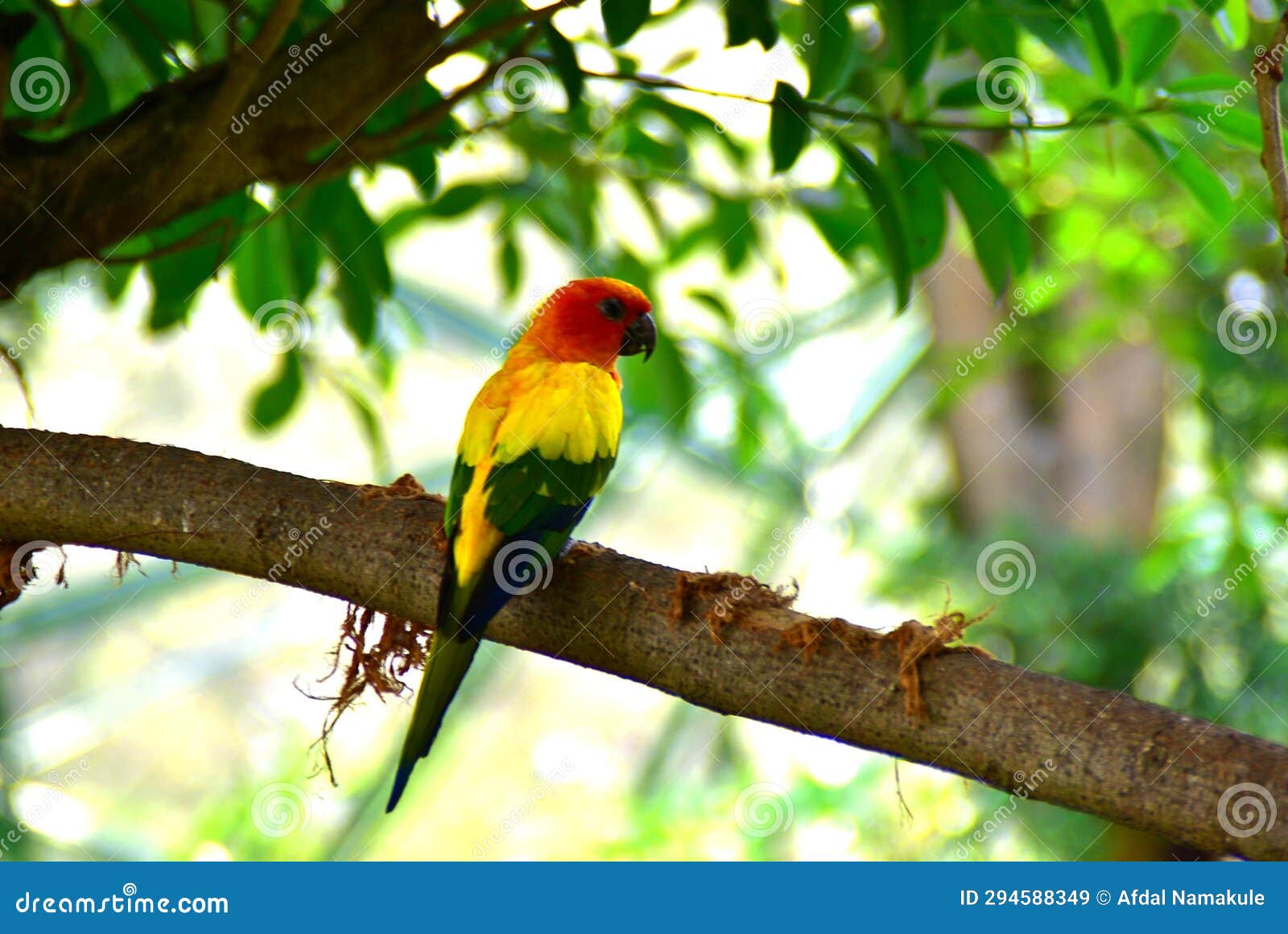 Sun conure bird stock image. Image of conure, finch - 294588349