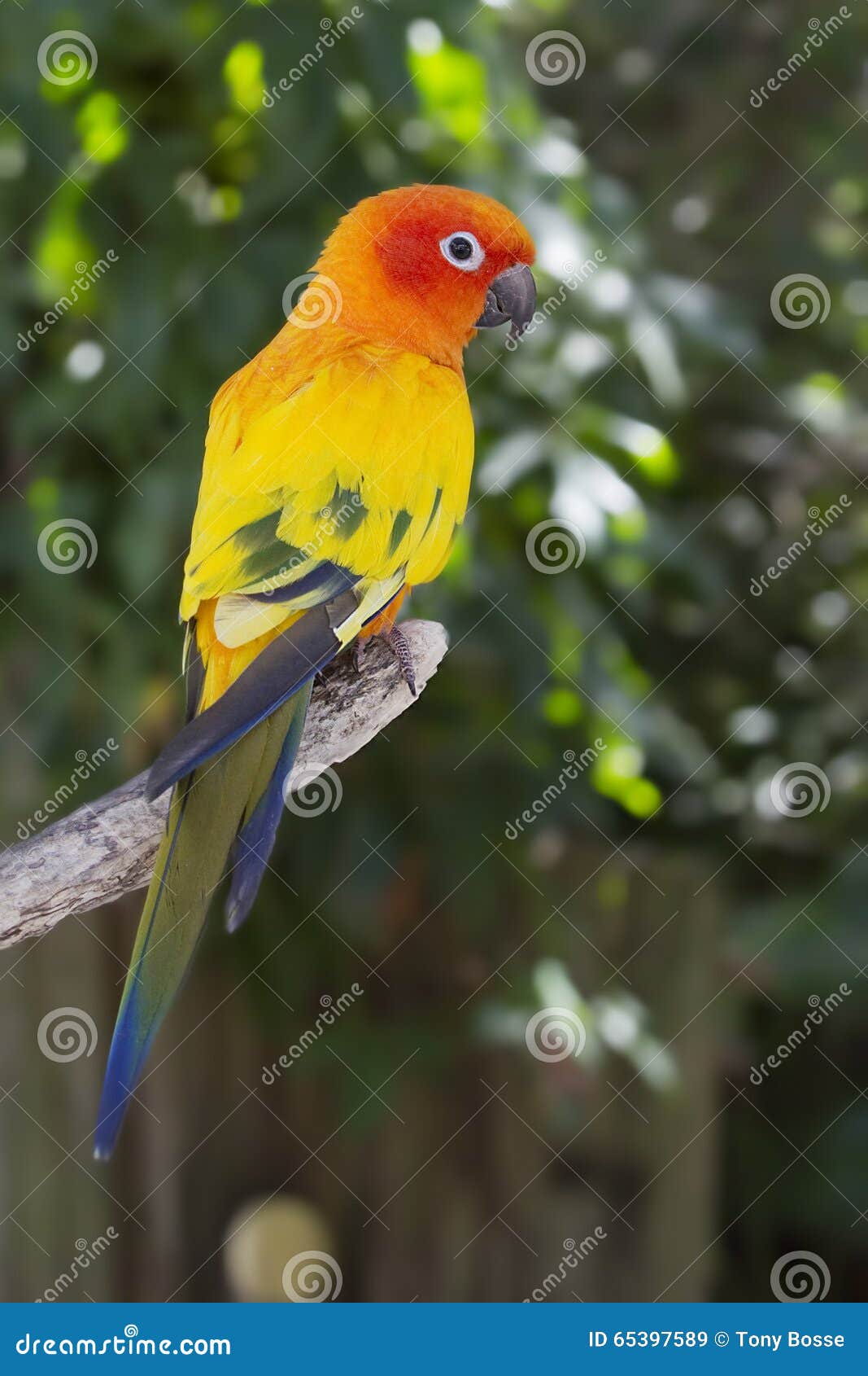 Sun Conure stock image. Image of parrot, wildlife, bird - 65397589