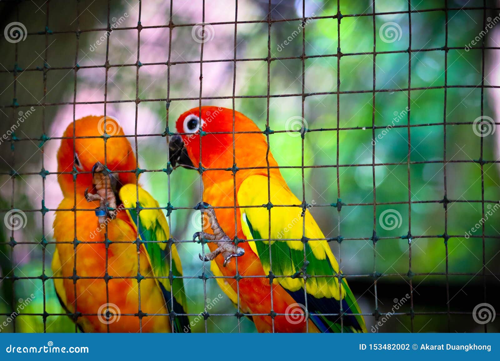 Sun conure in the cage stock photo. Image of exotic - 153482002