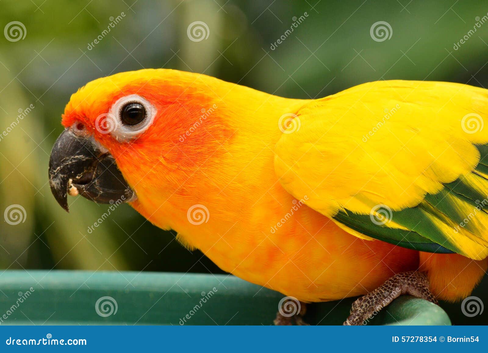 Sun Conure stock photo. Image of green, avian, bird, tropical - 57278354