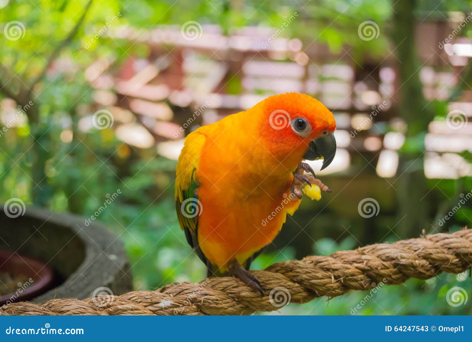 Sun conure stock image. Image of closeup, tropical, color - 64247543