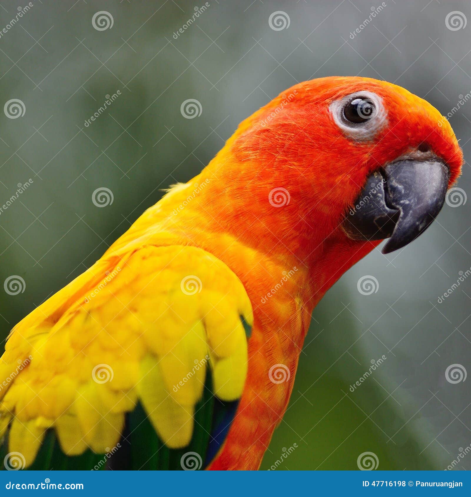 Sun Conure stock photo. Image of orange, feather, wildlife - 47716198