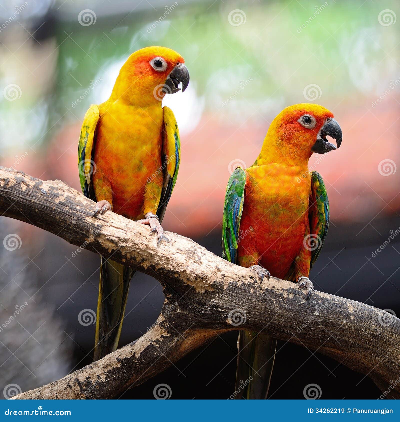 Sun Conure stock image. Image of bird, wild, aratinga - 34262219