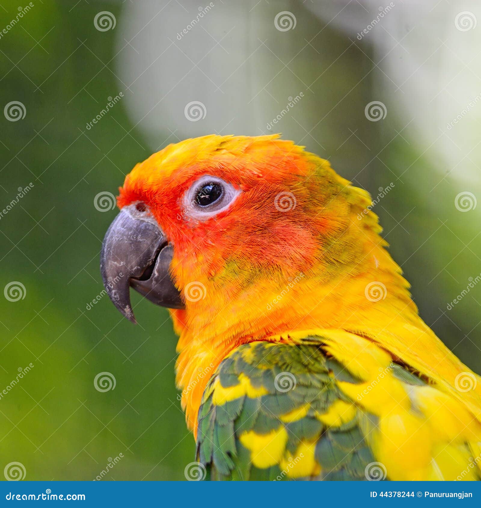 Sun Conure stock photo. Image of feather, beautiful, plumage - 44378244