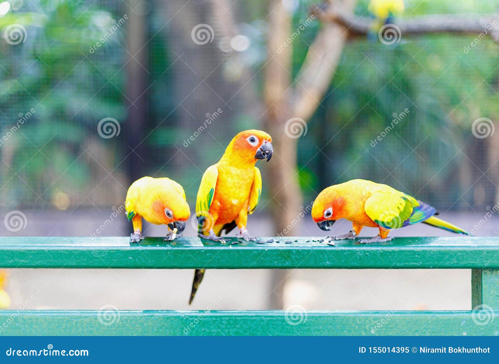 Sun Conure are Eating on the Fence. Stock Image - Image of parakeet ...