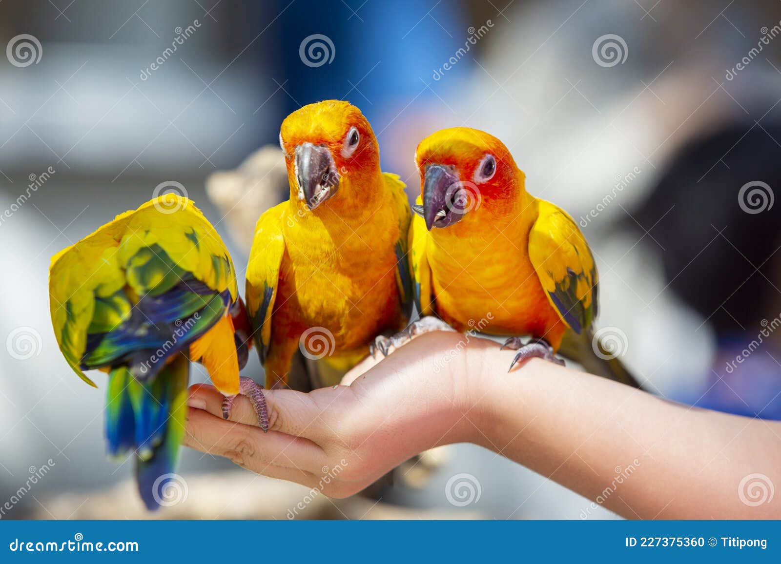 Sun Conure Eating Sunflower Seeds in Hand Stock Photo - Image of branch ...