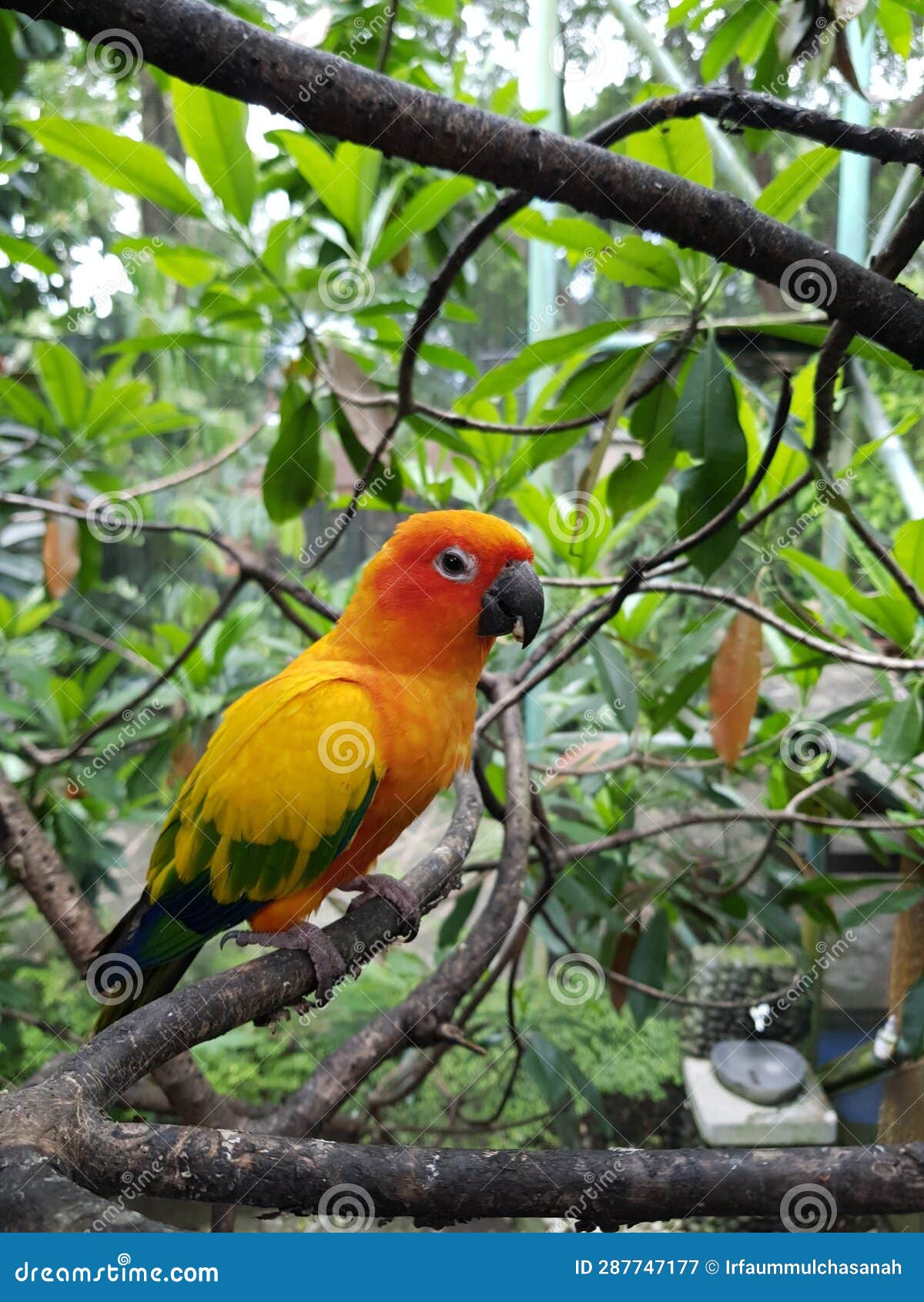 Sun Conure Eating Sunflower Seeds Stock Image - Image of sunflower ...