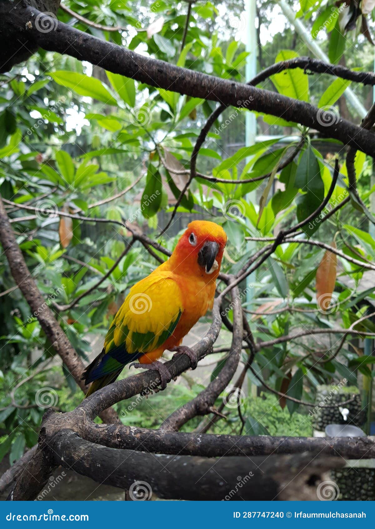 Sun Conure Eating Sunflower Seeds Stock Photo - Image of branch, seeds ...